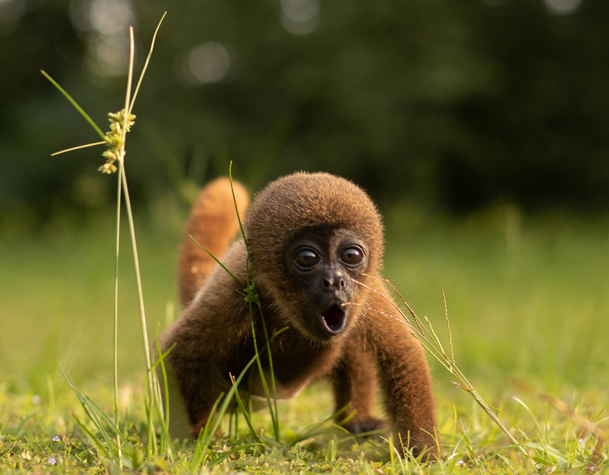 Woolly Monkey | Peruvian Monkey Species | La Isla de Los Monos